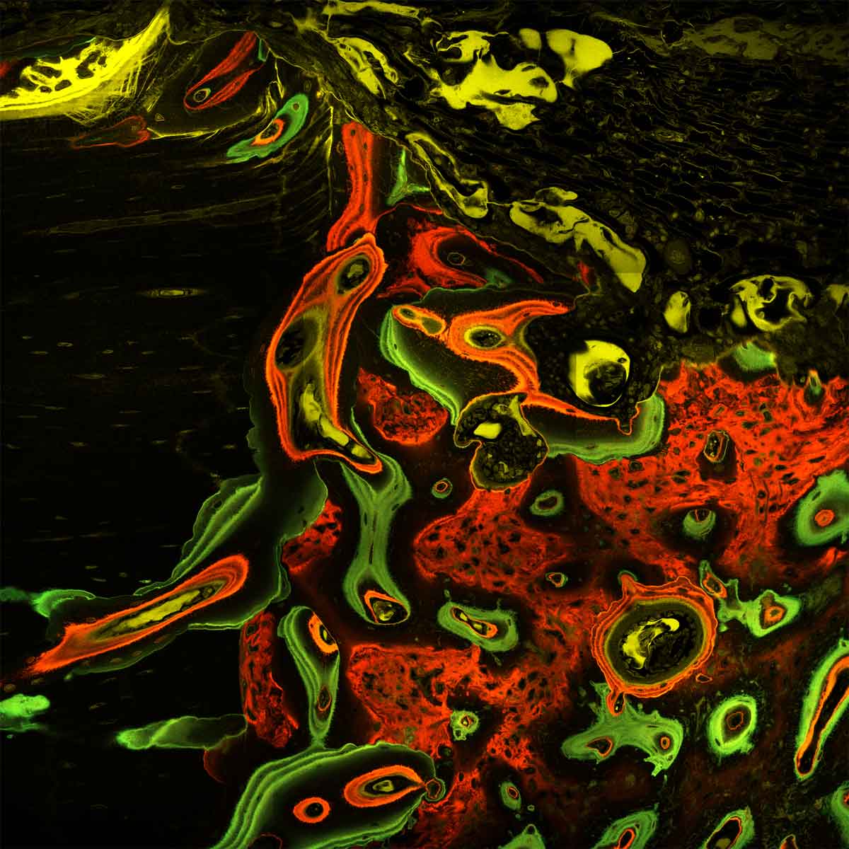 Annual Report 2020 - FNR